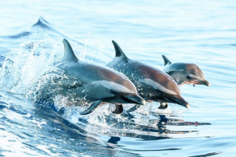 West Oahu: Turtles, Dolphins, and Snorkeling Tour with Lunch - FAQ