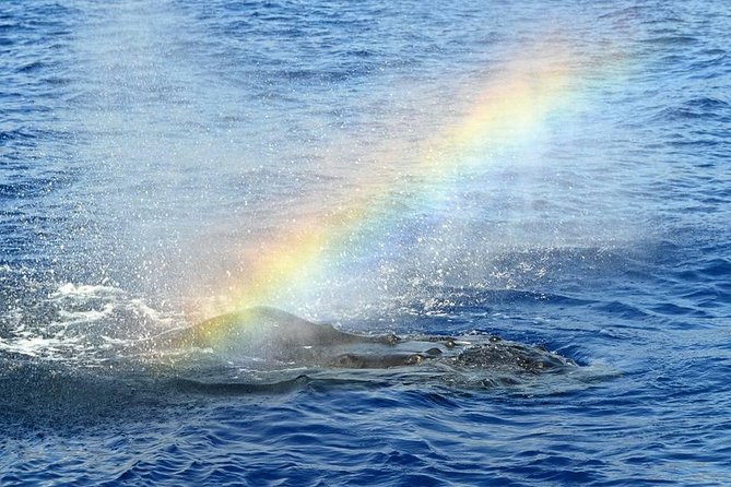 West Oahu Whale Watching Excursion - The Sum Up