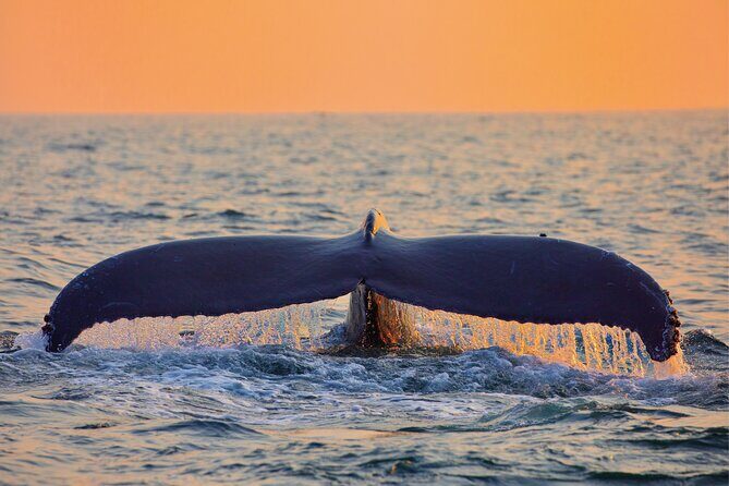 West Oahu Whale Watching & Turtle Snorkeling - In The Sum Up: Who Should Consider This Tour?