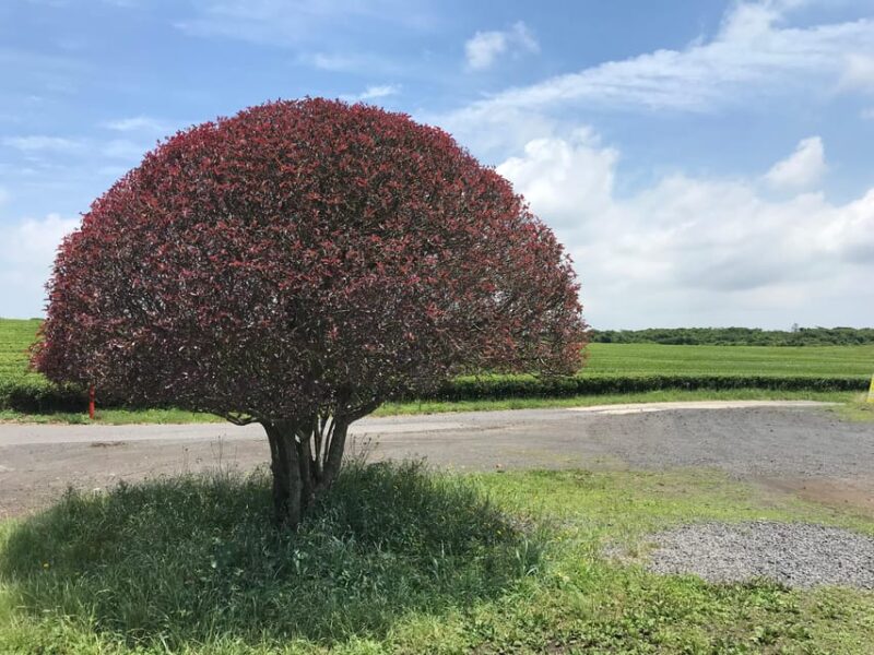 West of Jeju island Bus Tour from Seogwipo city, Jeju island - Sanbanggulsa Temple and Mountain