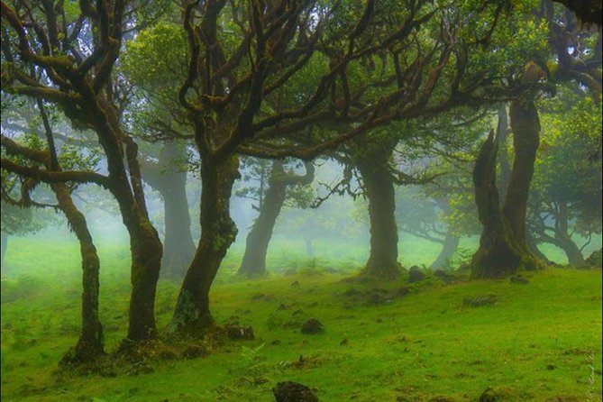 West of Madeira | Full Day 4x4 Tour - Discovering the Paul Da Serra Plateau