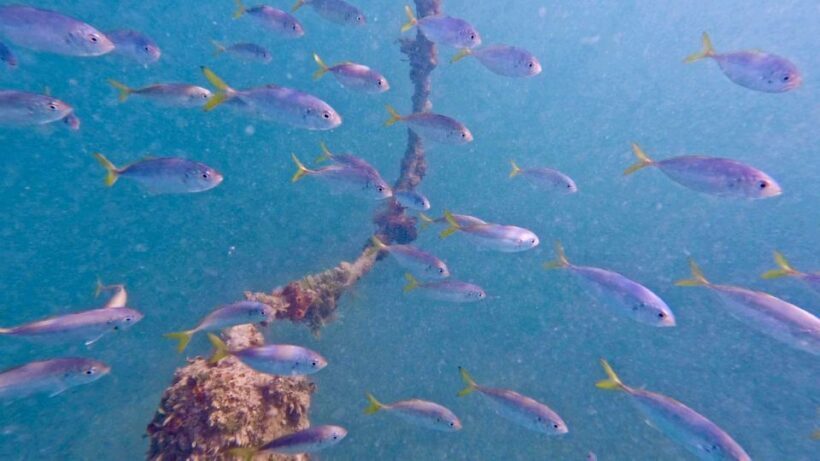West Palm Beach: Beginner Jet Snorkel Tour with Videos - Discover West Palm Beach’s Beginner Jet Snorkel Tour with Videos