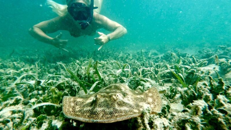 West Palm Beach: Beginner Snorkel Tour with Turtles & Videos - Who Should Book This Tour?