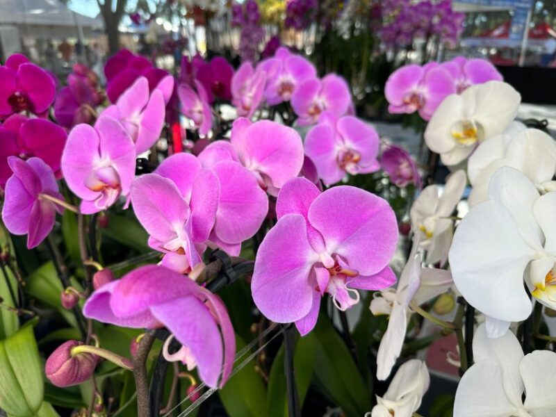 West Palm Beach: Mornings in the Market Food Tour - Key Points