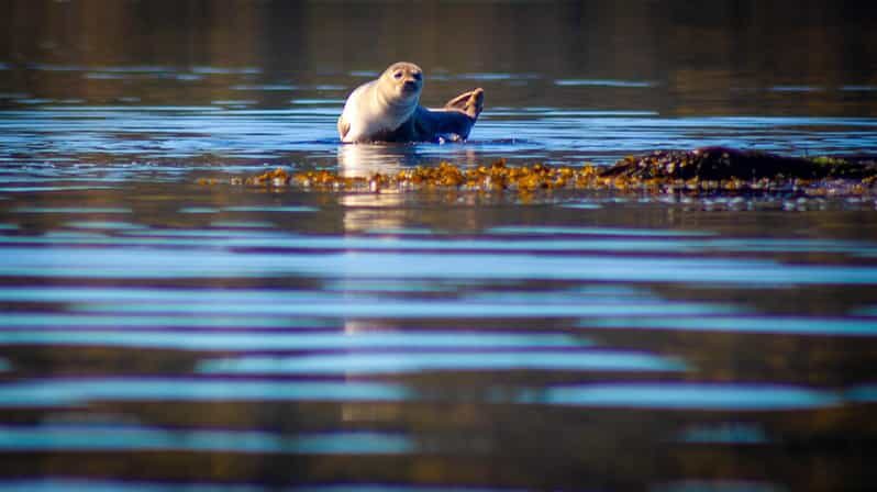 West Sweden: Paddle with seals - Key Points