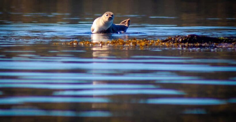 West Sweden: Paddle with seals - In Closing
