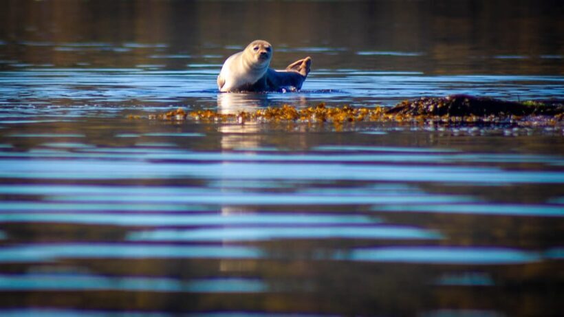 West Sweden: Paddle with seals - Frequently Asked Questions
