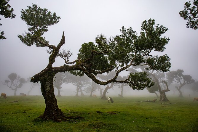 West Tour with Ponta do Pargo Sunset, Fanal and much more - FAQ