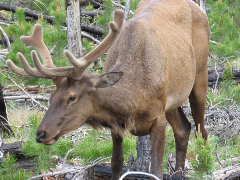 West Yellowstone: Yellowstone Day Tour Including Entry Fee - A Deep Dive Into the Experience