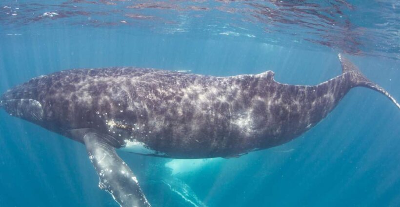Western Australia: Swim with Humpback Whales - An In-Depth Look at the Tour Experience