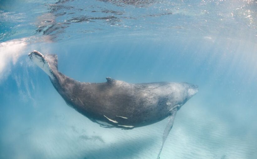 Western Australia: Swim with Humpback Whales - Who Should Consider This Tour?