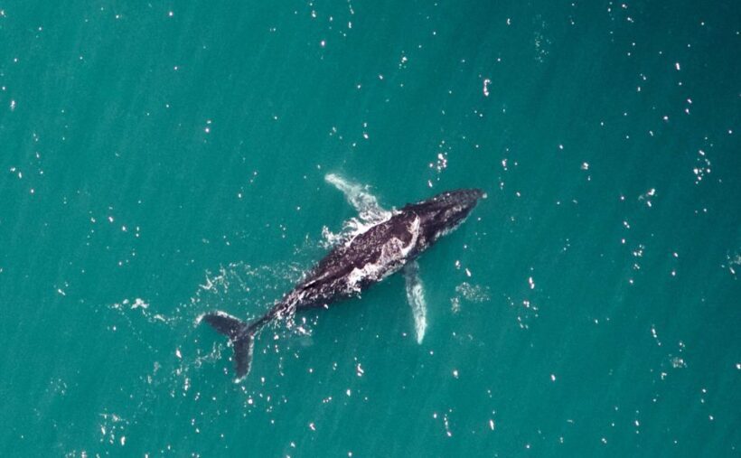 Western Australia: Swim with Humpback Whales - The Sum Up