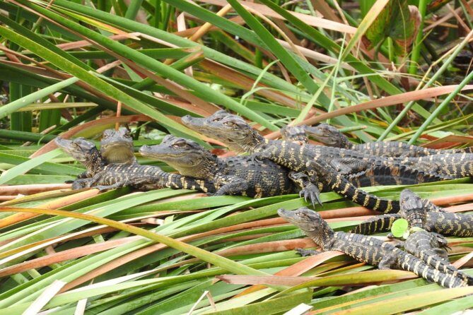 Western Everglades Adventure Tour - Key Points