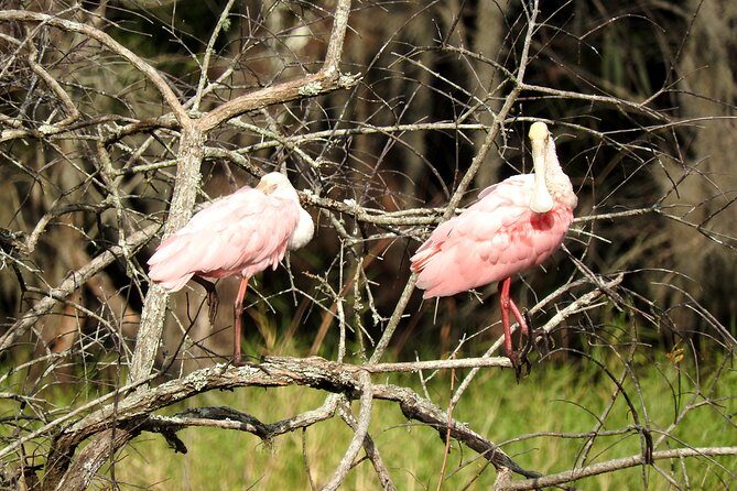 Western Everglades Adventure Tour - FAQ