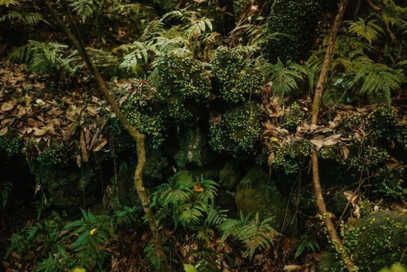 Western Jeju Healing UNESCO Small Group Day Tour - FAQs