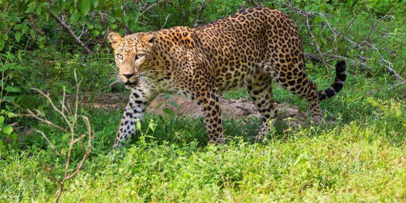 Western Province: Private Culture, Nature, and Beach Tour - Day 3: Scenic Hill Country and Tea Estates