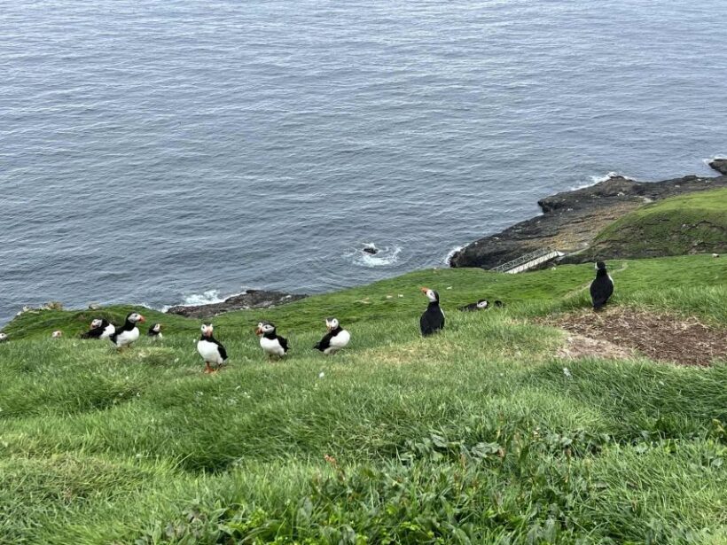 Westman islands Private tour - Key Points