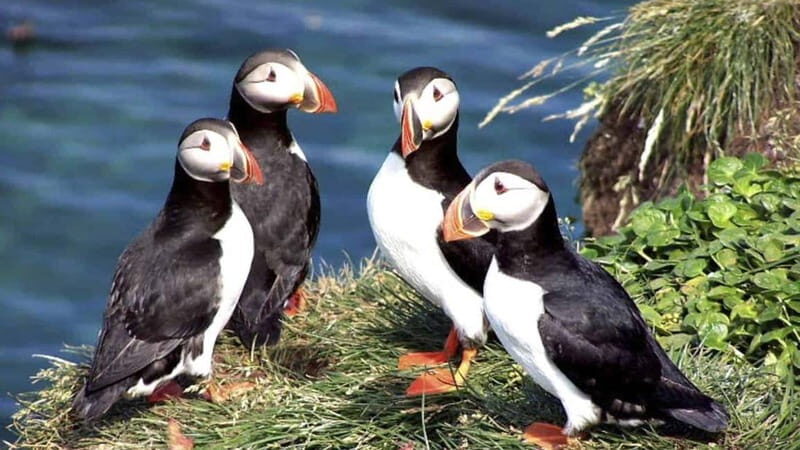 Westman Islands (Vestmannaeyjar) - Why This Tour Is Worth Considering