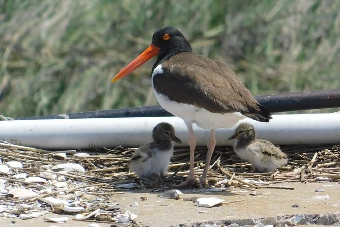 Wetlands Safari Eco-Cruise in Cape May (Birding By Boat) - Key Points
