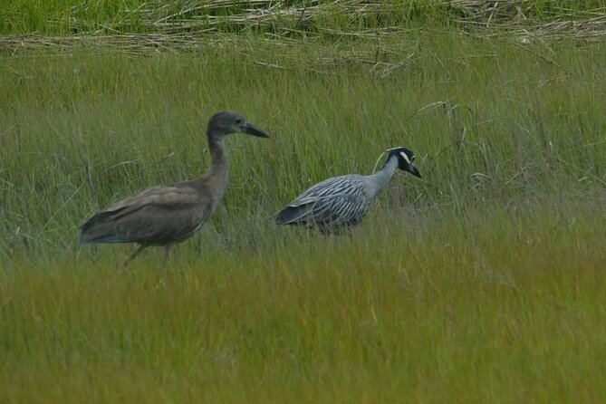 Wetlands Safari Eco-Cruise in Cape May (Birding By Boat) - A Unique Birding Adventure