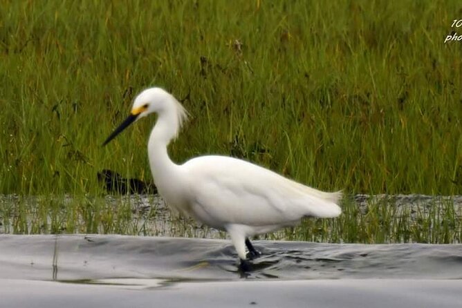 Wetlands Safari Eco-Cruise in Cape May (Birding By Boat) - Accessibility for All