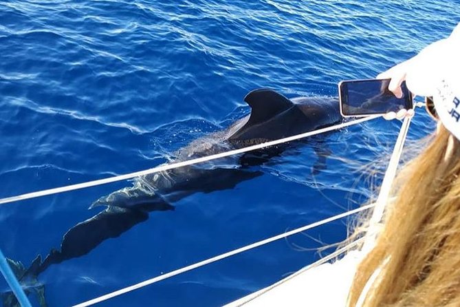 Whale and Dolphin Small Group Sailing from Tenerife South - The Breakdown of the Itinerary