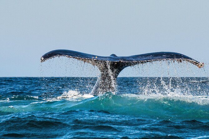 Whale and Dolphin Watch Boat Cruise in Oahu - Starting Point and Departure