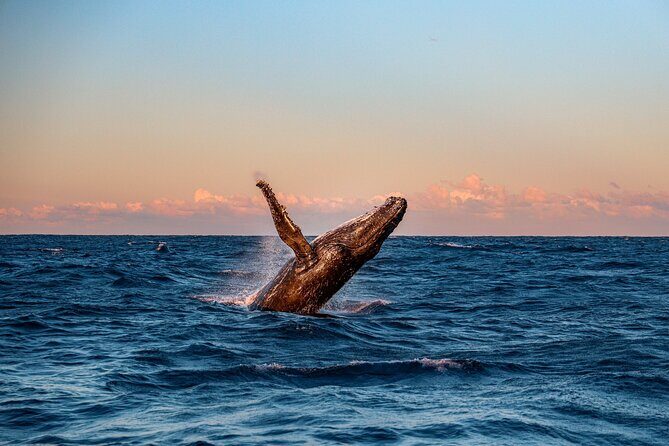 Whale and Dolphin Watch Boat Cruise in Oahu - Why the Small Group Matters