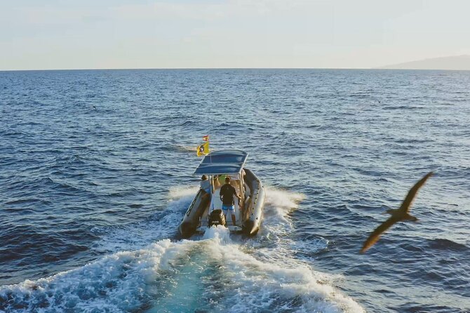 Whale and Dolphin Watching EcoAdventure Review - Customer Reviews and Feedback