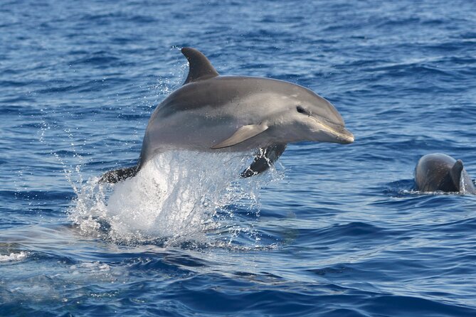 Whale and Dolphin Watching EcoAdventure Review - Educational Aspects
