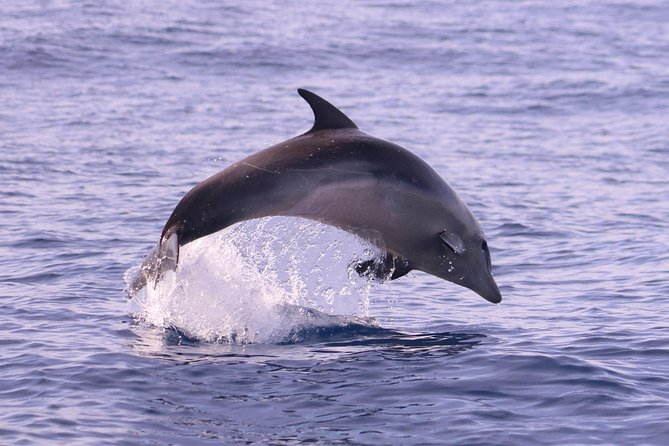 Whale and Dolphin Watching in Calheta, Madeira Island - Value for Money and Booking Tips