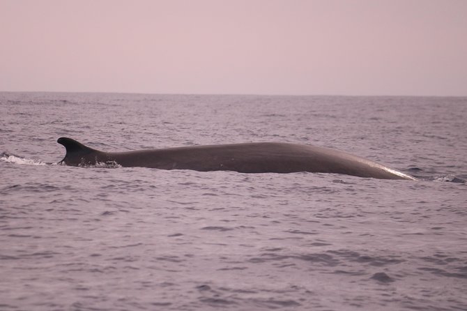 Whale and Dolphin Watching in Calheta, Madeira Island - Who Will Enjoy This Tour?