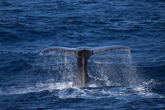 Whale and Dolphin Watching in Pico Island - Meeting and Pickup Information