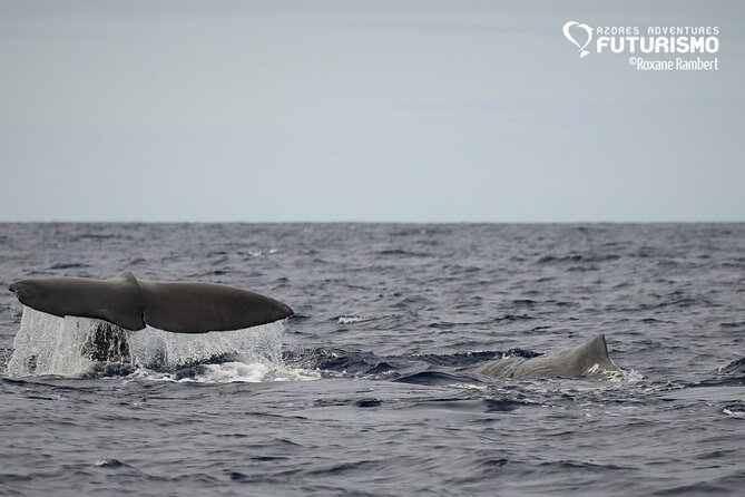 Whale and Dolphin Watching in Pico Island - Cancellation and Booking Policies
