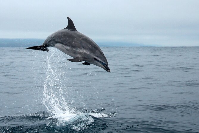 Whale and Dolphin Watching in Pico Island - Positive Experiences From Customers