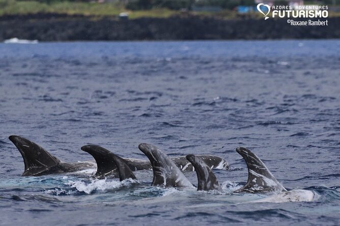 Whale and Dolphin Watching in Pico Island - Activity Highlights and Ratings