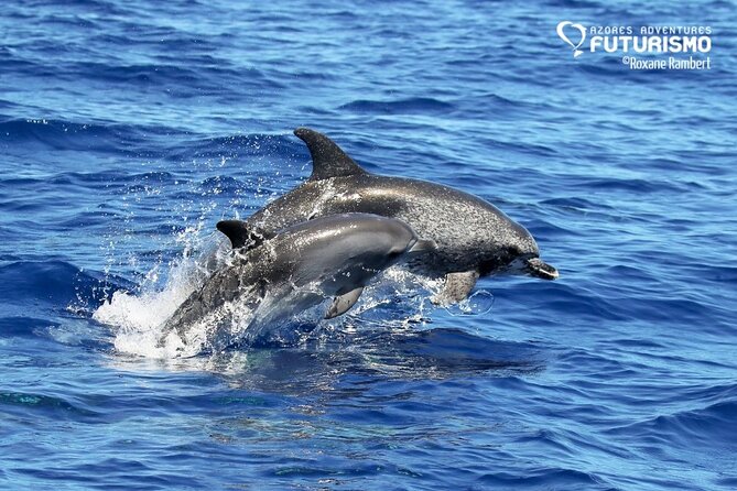 Whale and Dolphin Watching in Pico Island - Recommended for Travelers