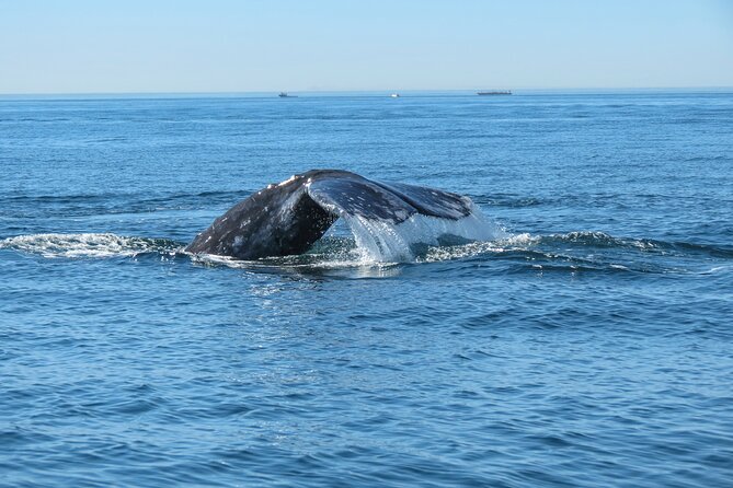 Whale and Dolphin Watching in San Diego - Who Will Love This Tour?