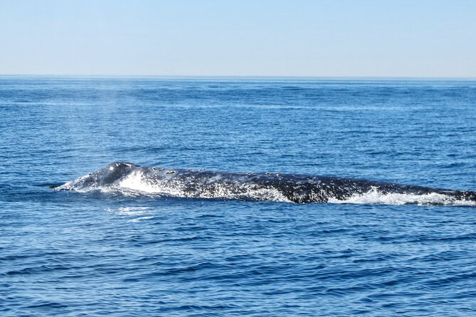 Whale and Dolphin Watching in San Diego - The Sum Up