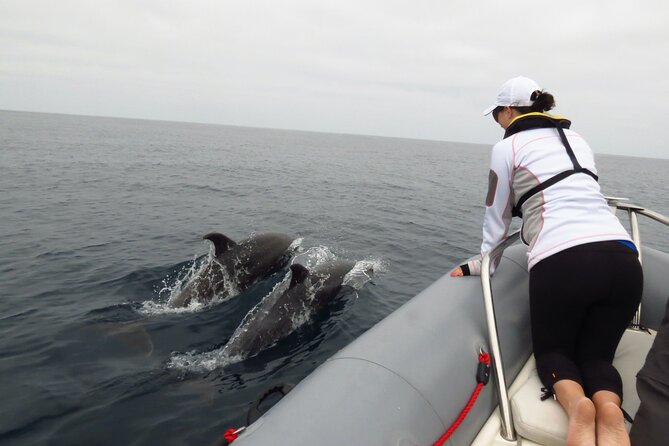 Whale and Dolphin Watching in San Diego - FAQ