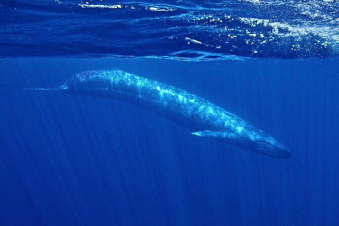 Whale and Dolphin Watching in San Diego Speedboat Tour - Introduction