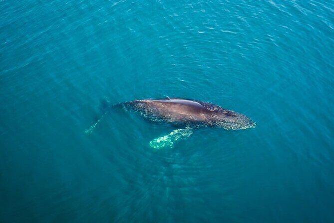 Whale and Dolphin Watching in San Diego Speedboat Tour - Key Points