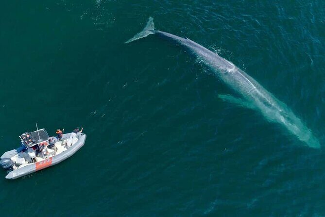Whale and Dolphin Watching in San Diego Speedboat Tour - Who Should Consider This Tour?