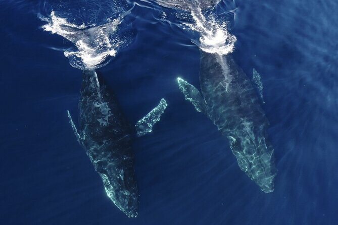 Whale and Dolphin Watching in San Diego Speedboat Tour - The Sum Up