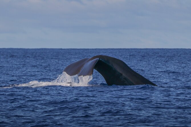 Whale and Dolphin Watching in Terceira Island - The Experience: What to Expect on Your Marine Adventure