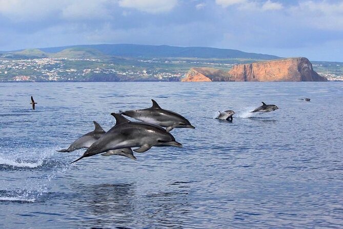 Whale and Dolphin Watching in Terceira Island - Why Choose This Tour?