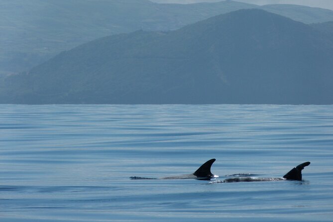 Whale and Dolphin Watching in Terceira Island - Who This Tour Is Best For