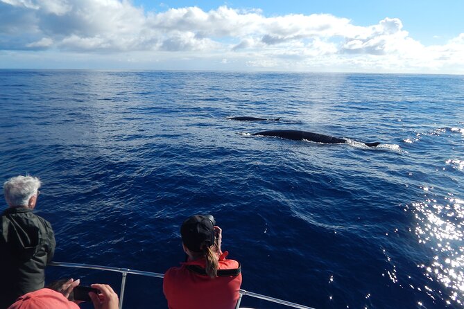 Whale and Dolphin Watching in Terceira Island - The Sum Up