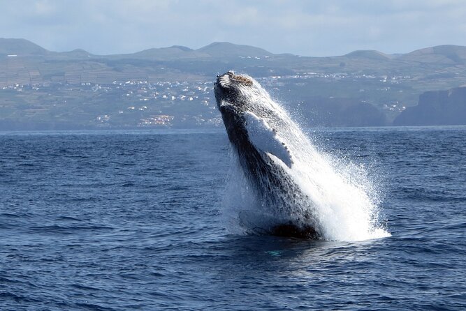 Whale and Dolphin Watching in Terceira Island - FAQ