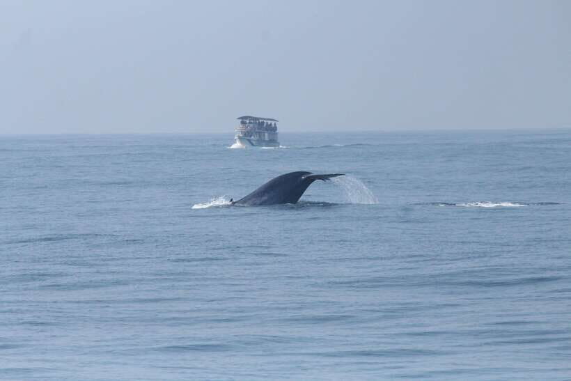Whale and Dolphin Watching - Private Speed Boat Tour - Key Points